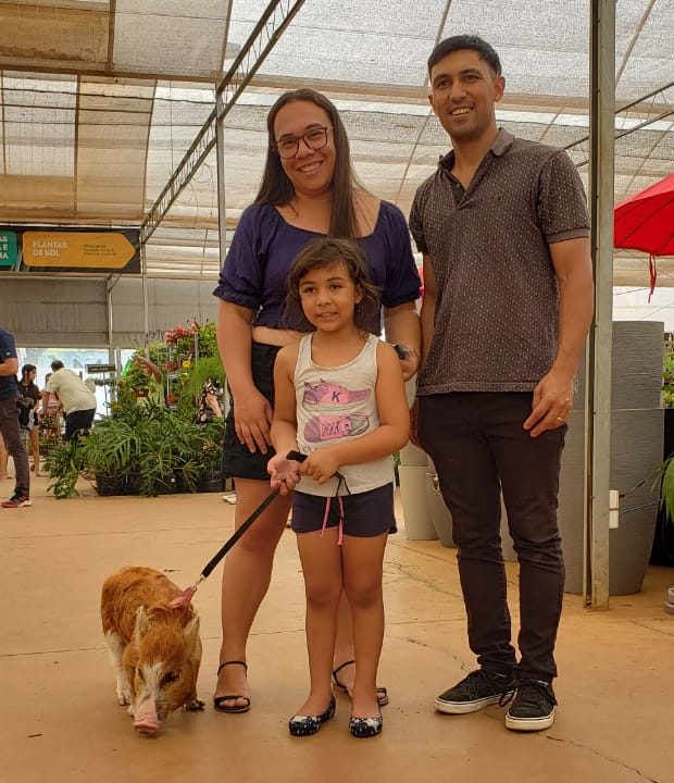 Mini Pig Influencer tem Instagram e faz sucesso com família de Franca ...