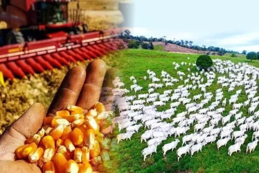 AGROPECUÁRIA IRACEMA: A sustentabilidade como fundamento da produção ...